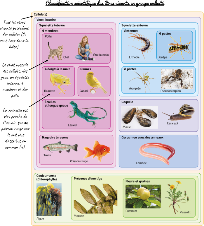 Séquence 2 : Panorama du monde vivant – César Sciences