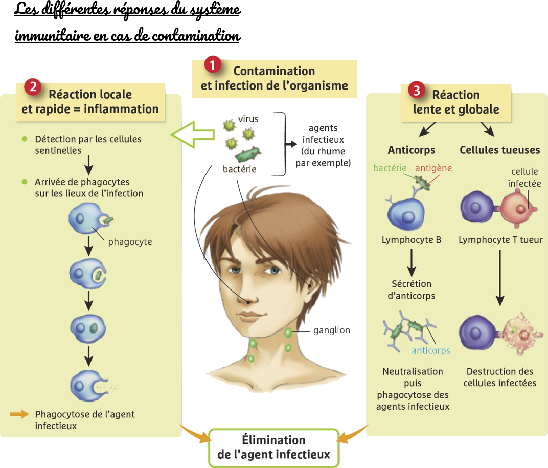 Séquence 3 : Le système immunitaire – César Sciences