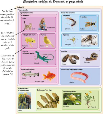 Séquence 2 : Panorama du monde vivant – César Sciences