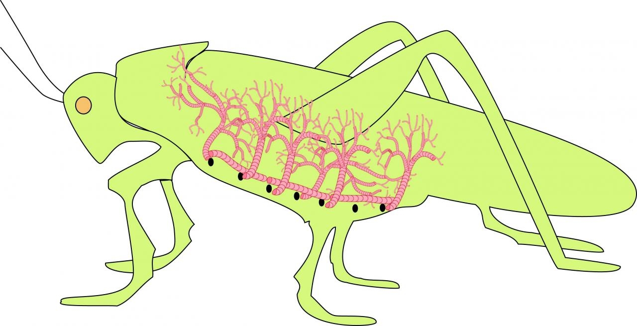 Séquence 4 : Respiration – César Sciences