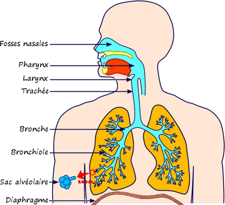 Séquence 4 : Respiration – César Sciences