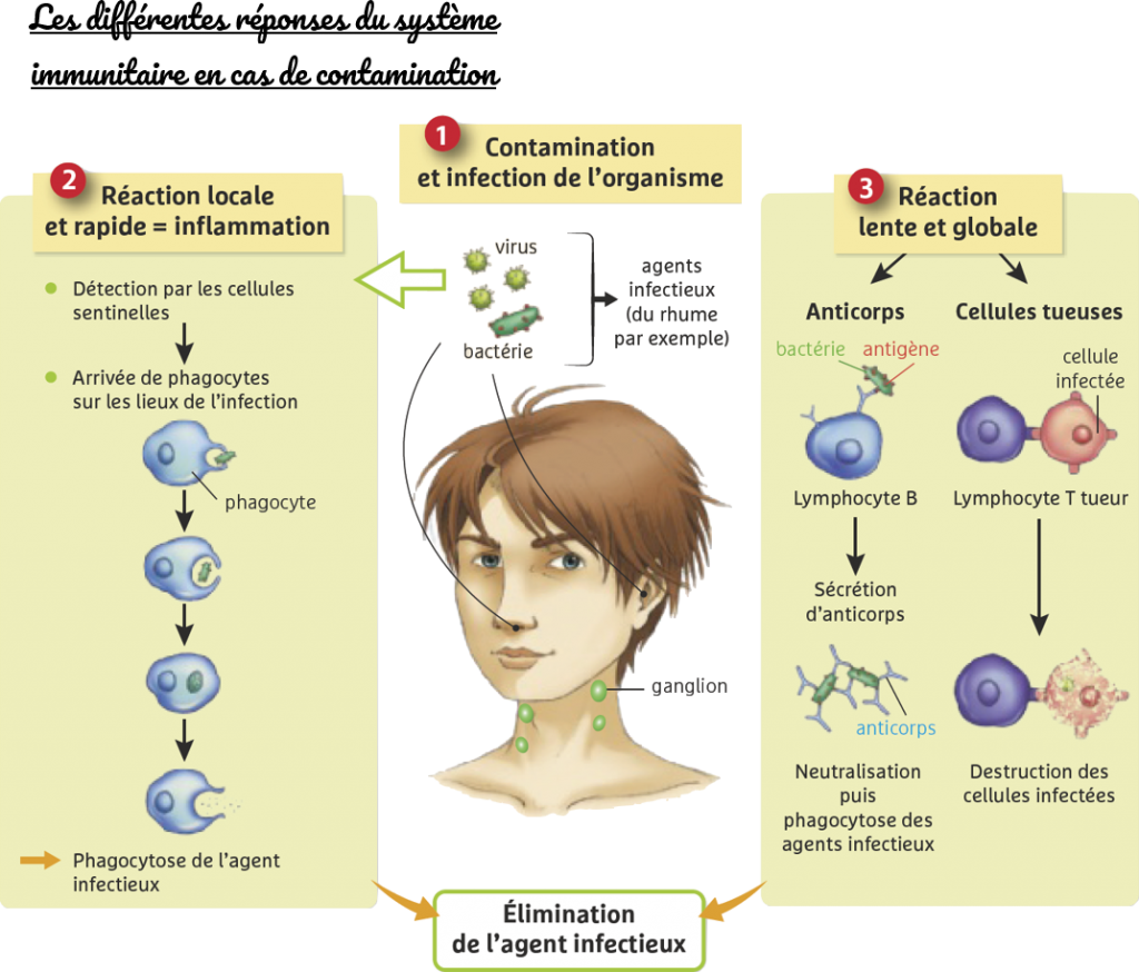 Séquence 3 : Le système immunitaire – César Sciences