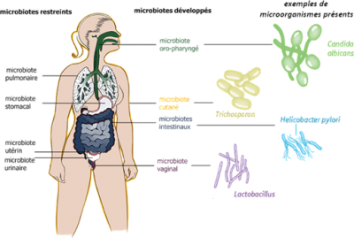 Séquence 3 : Le système immunitaire – César Sciences