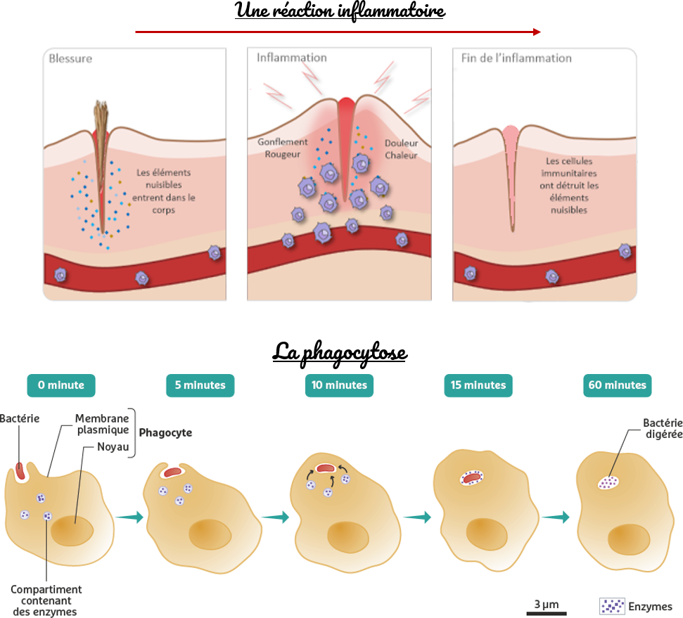Schéma De L’Inflammation _ Schéma D’Une Réaction Inflammatoire – DWXH